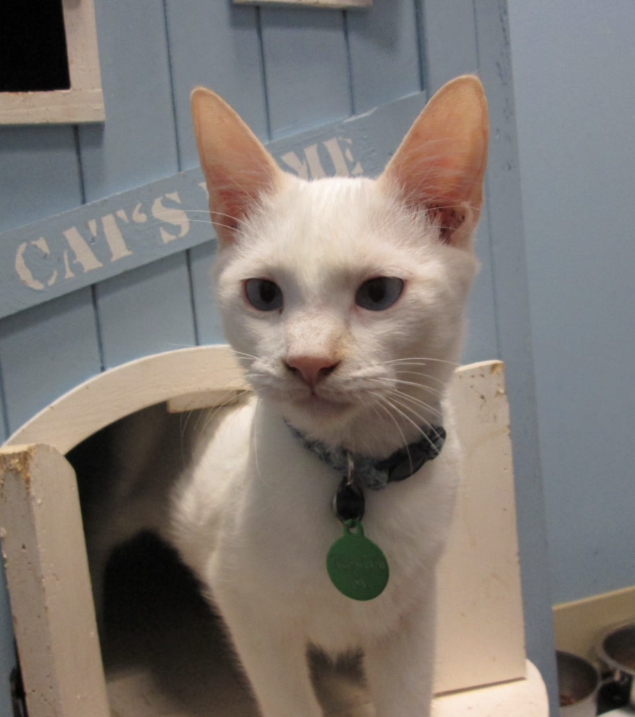 Charming Cat Cafe