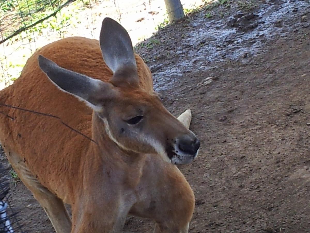Sharkarosa Wildlife Ranch