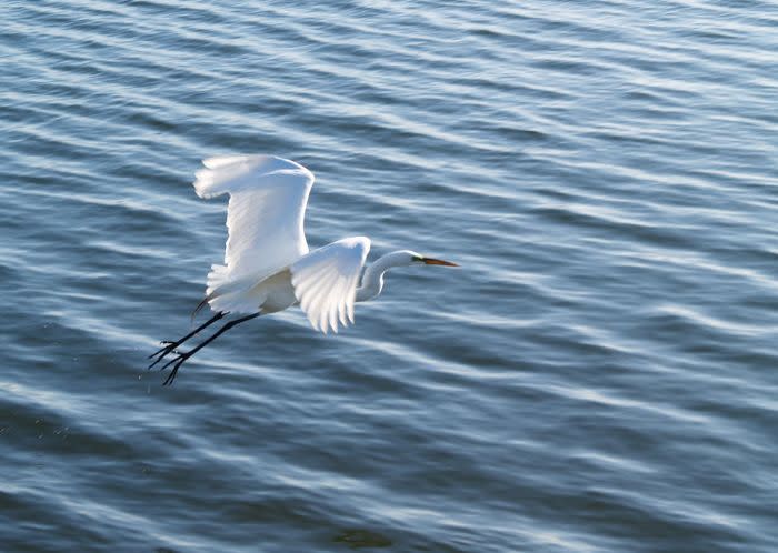 Birding on California's Northcoast
