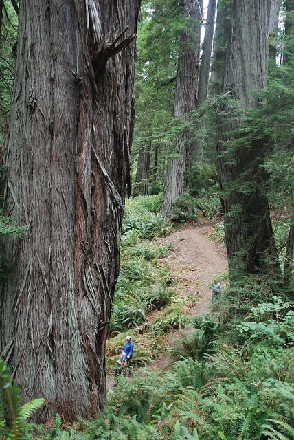 Hikes in Redwood National Park