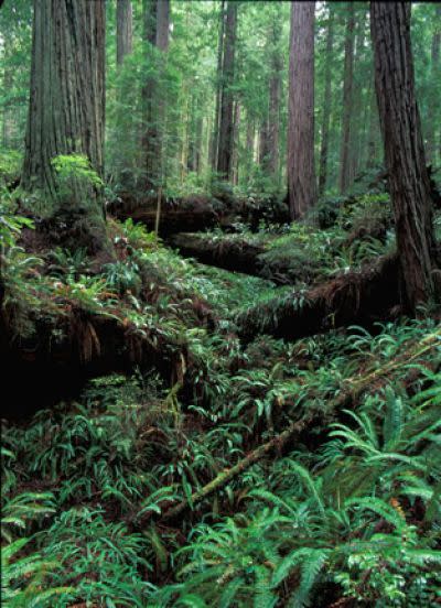 Headwaters Forest Reserve