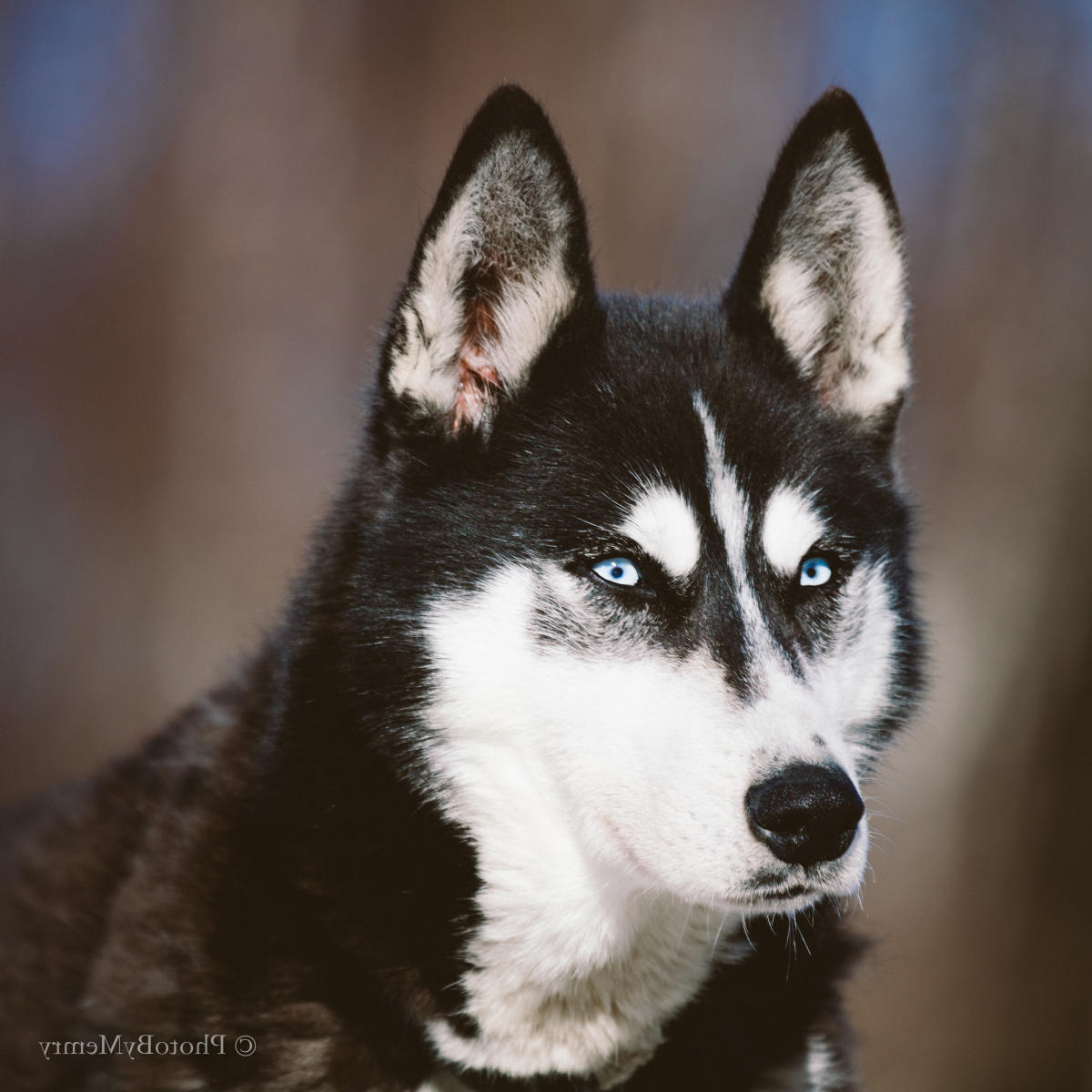 Arctic Dog Adventure Co.