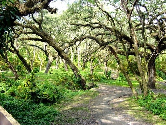 PINE ISLAND RIDGE NATURAL AREA