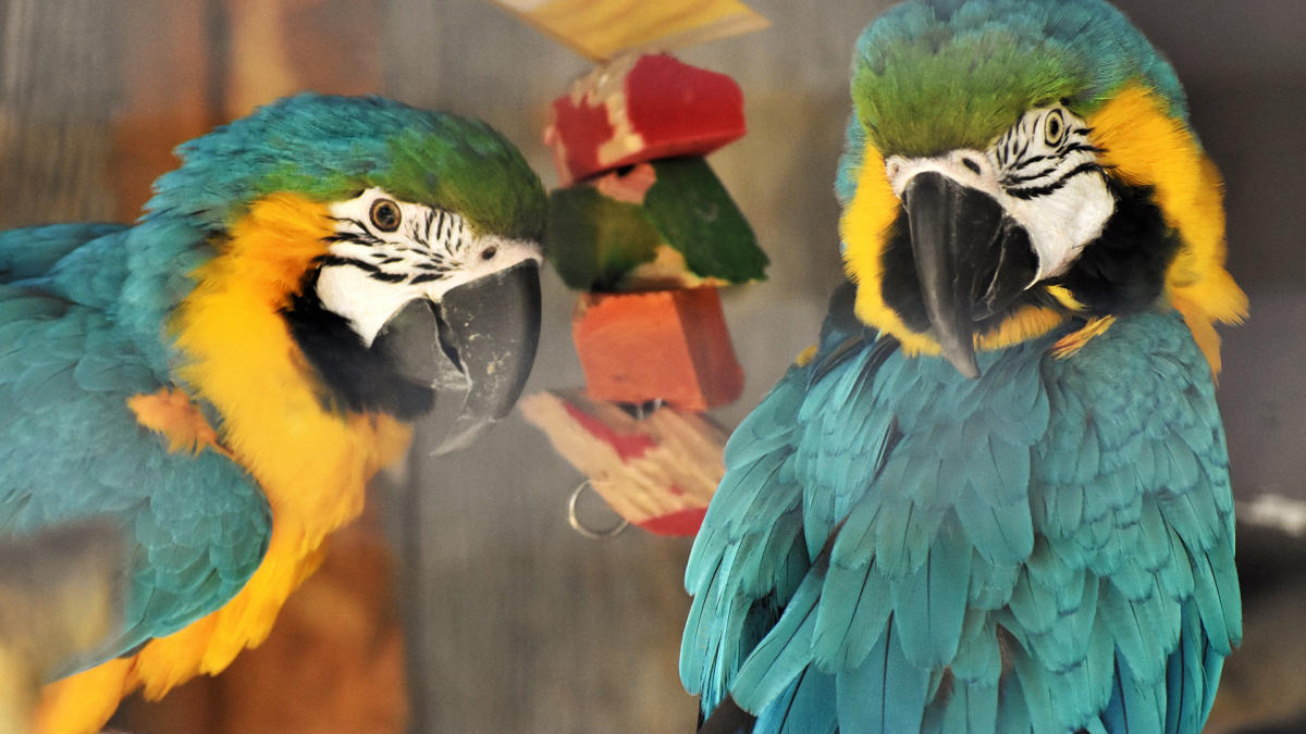 NEW Zoo & Adventure Park