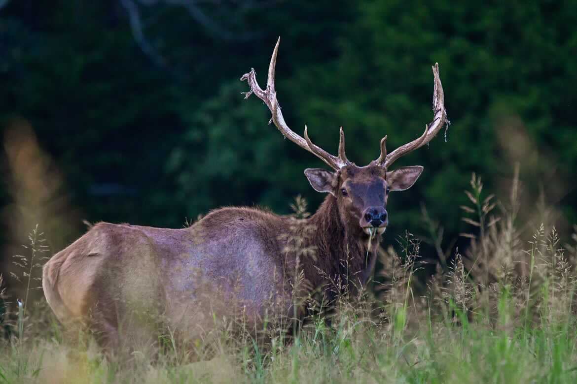 Cookson Wildlife Management Area | Green Country Oklahoma | Official Site