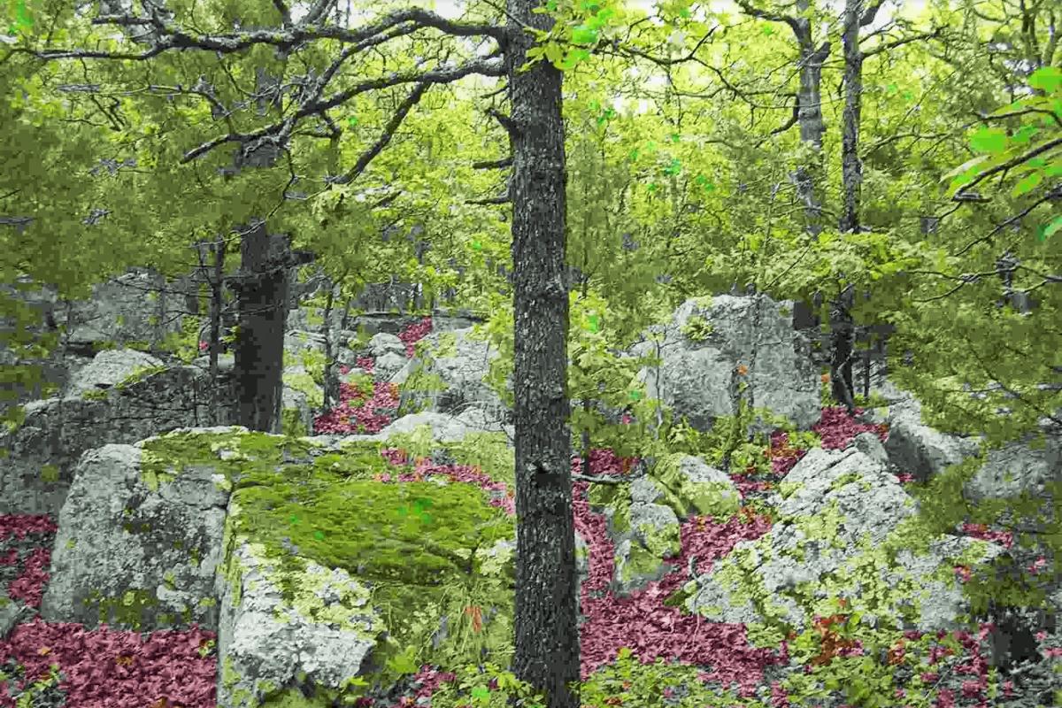 Keystone Ancient Forest | Green Country Oklahoma | Official Site