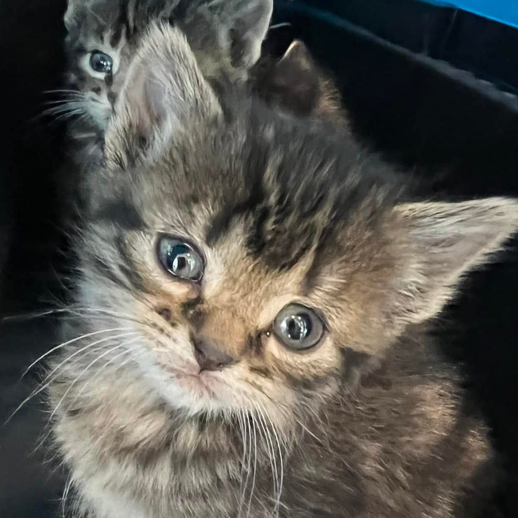 Smitten Kitten Cat Cafe - Fishers IN, 46038