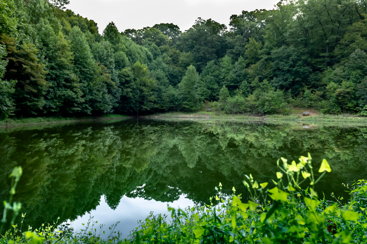 Boyd Big Tree Preserve Conservation Area