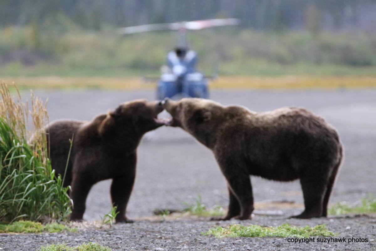 Alaska Ultimate Safaris
