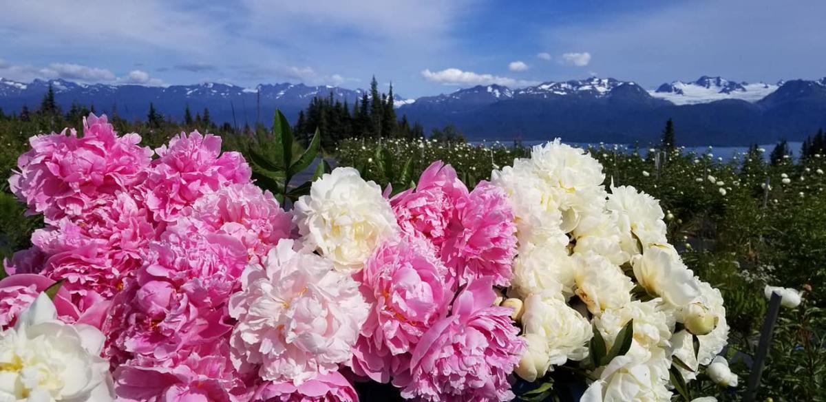 Alaska Beauty Peony Co-op