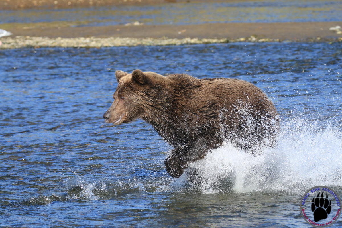 Alaska Bear Adventures with K Bay Air, LLC