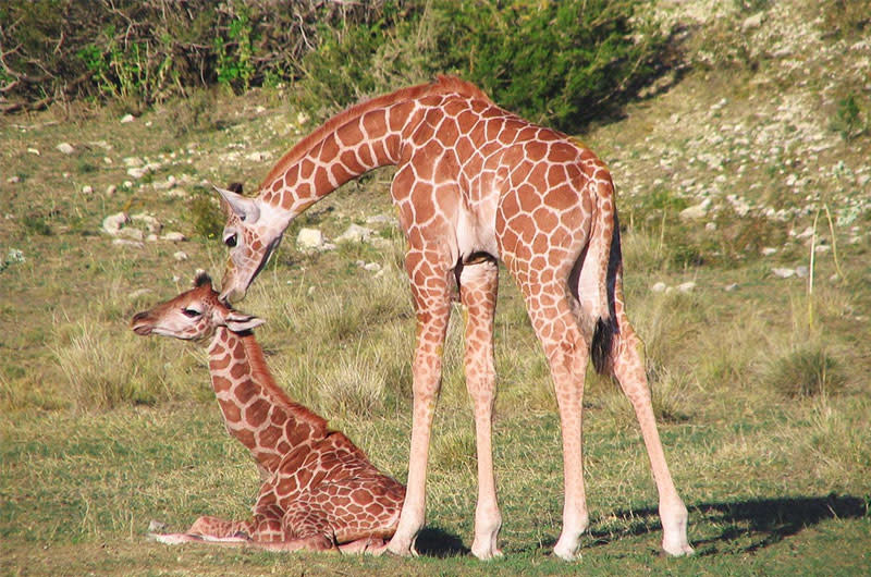 Fossil Rim Wildlife Center