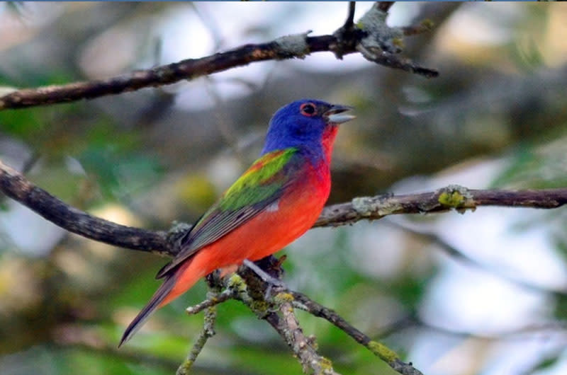 Heard Natural Science Museum & Wildlife Sanctuary