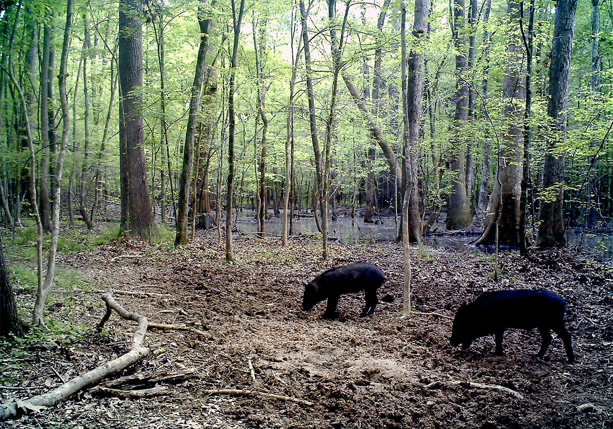 Carolina Razorback Outfitters