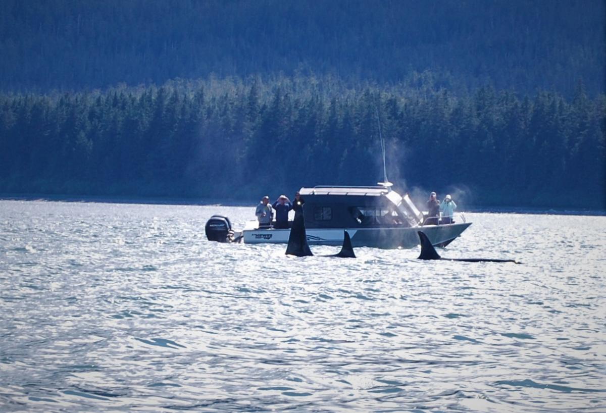 Alaska Humpback Adventures