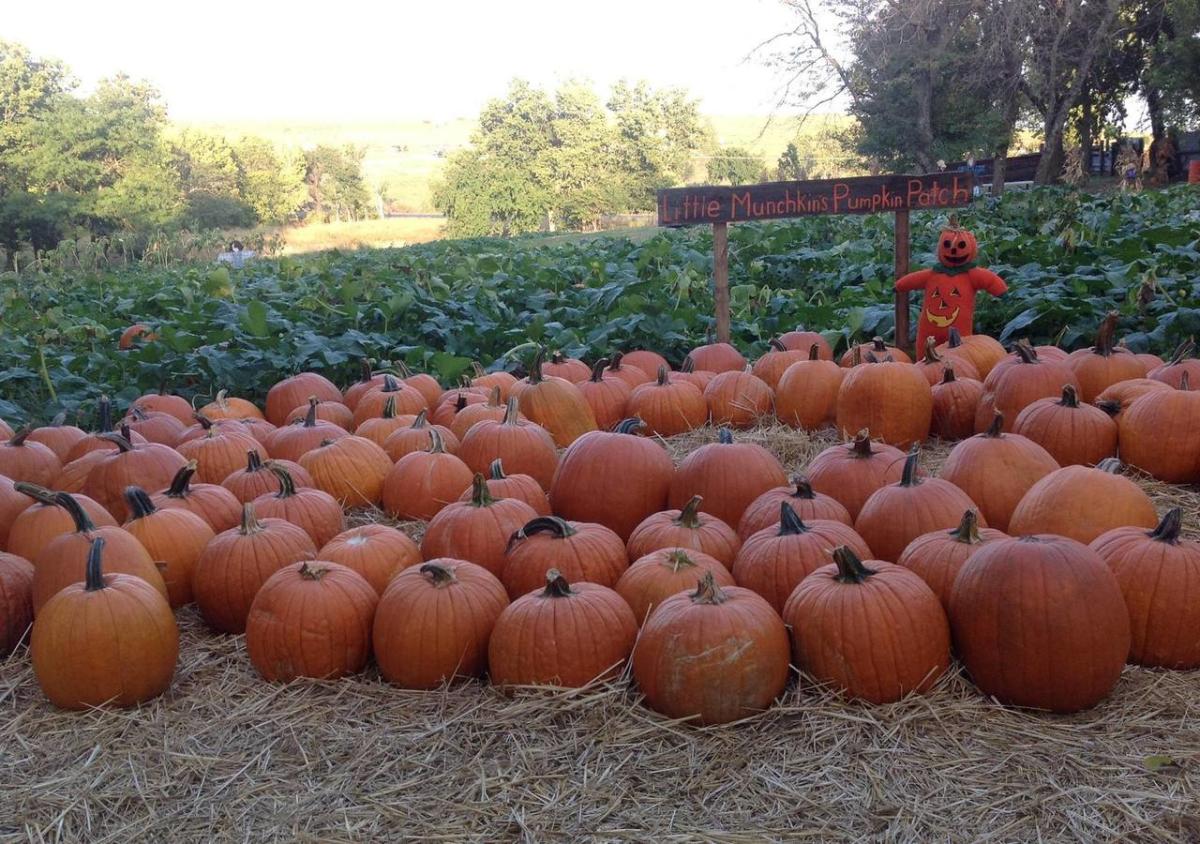 Little Munchkins Pumpkin Patch and Farm Activities