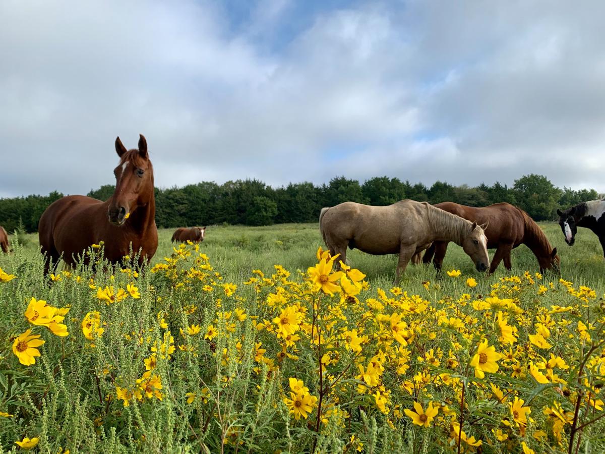 Prairie Star Ranch - Williamsburg KS, 66095