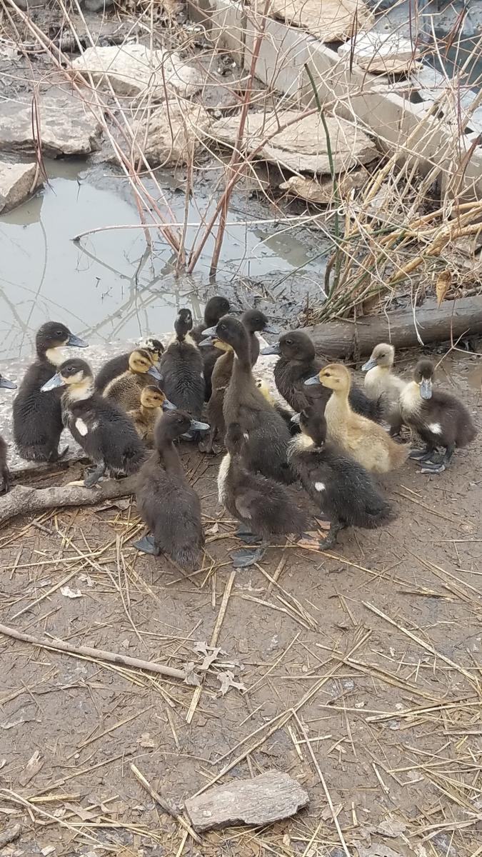 USA Duck Team - Kansas City KS, 66102