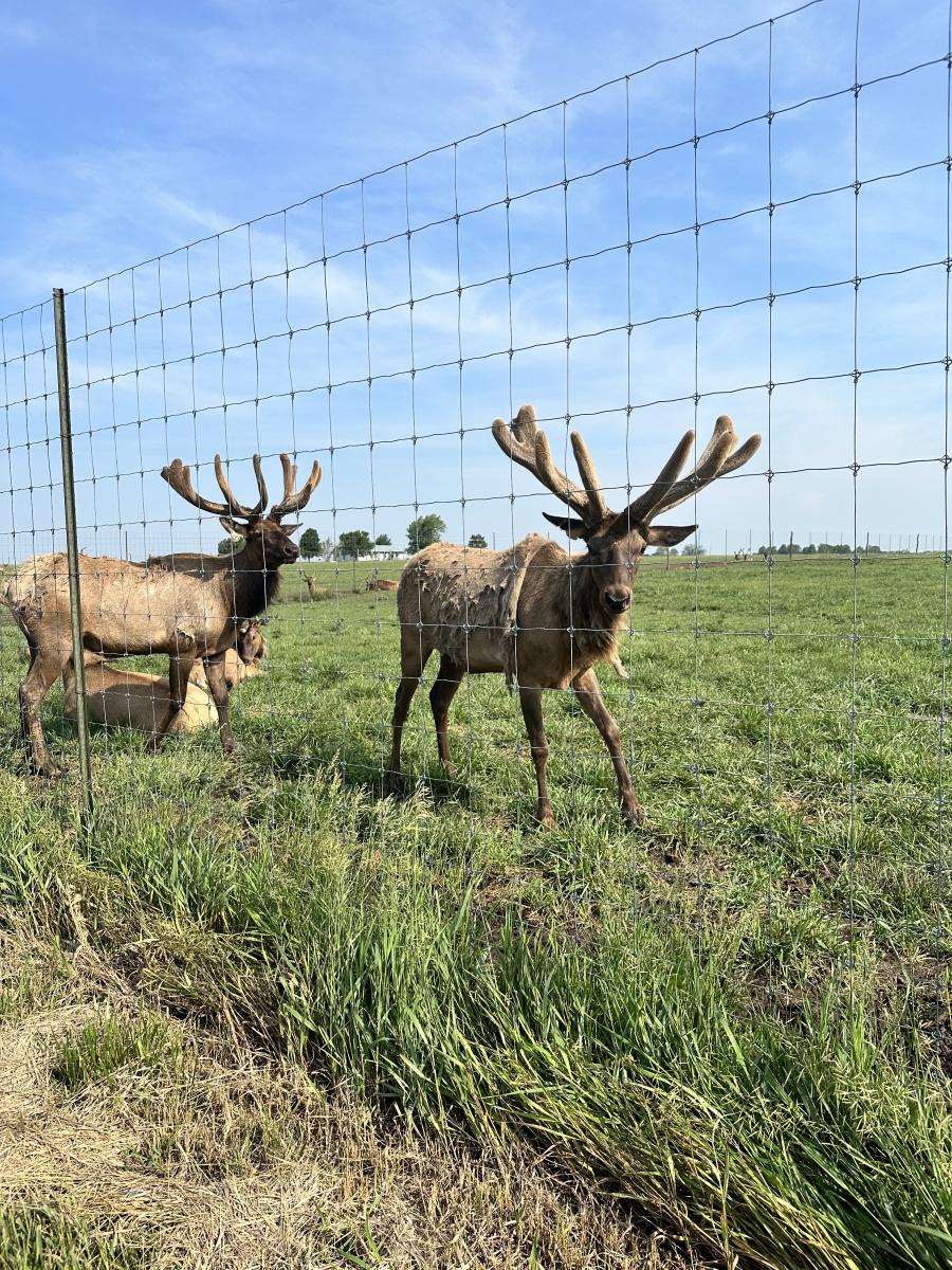 Valley View Elk Ranch - Garnett KS, 66032