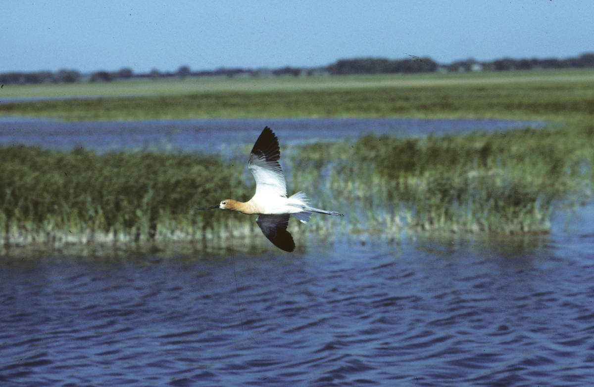 Cheyenne Bottoms Wildlife Area - Great Bend KS, 67530