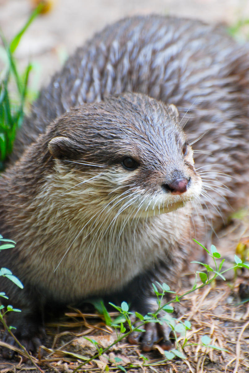 Sunset Zoo - Manhattan KS, 66502