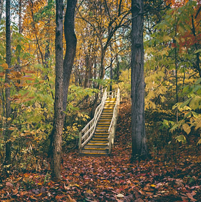 Hoffman Forest MetroPark