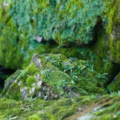 North Shore Alvar State Nature Preserve