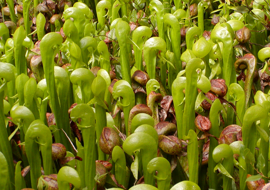 Darlingtonia State Natural Site