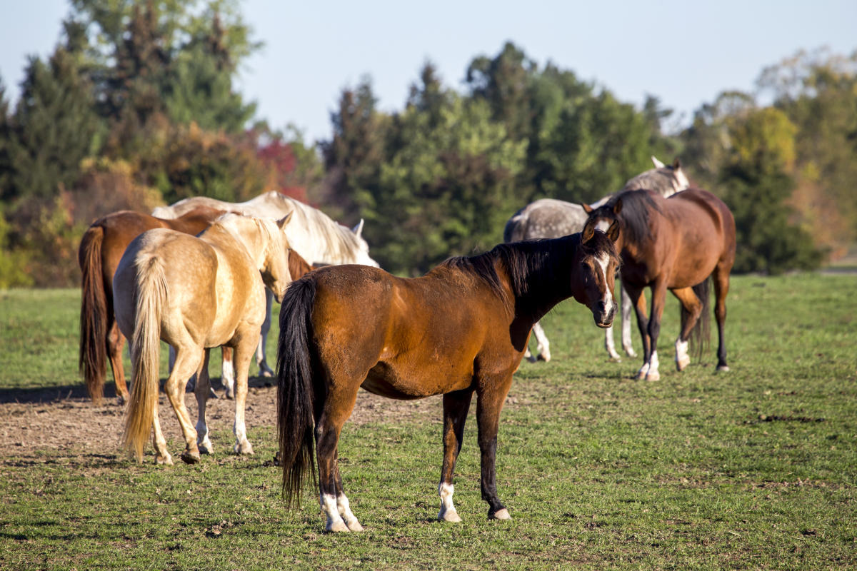 MSU Barns - University Farms / Animal Science Dept