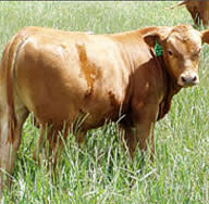 MSU Barns - University Farms / Animal Science Dept