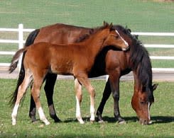 MSU Barns - University Farms / Animal Science Dept