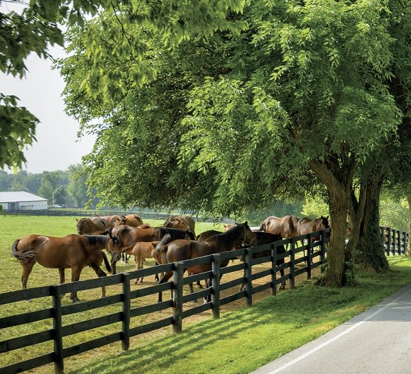 Destination Bluegrass, INC - Lexington, KY - VisitLex