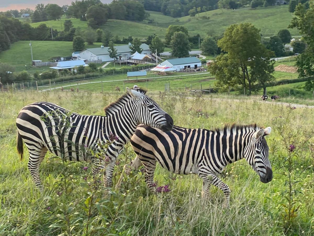 Wendt's Wildlife Adventure - Lexington, KY - VisitLex