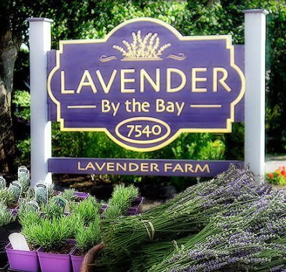 Lavender by the Bay