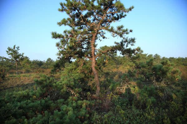 Dwarf Pines Plains Preserve