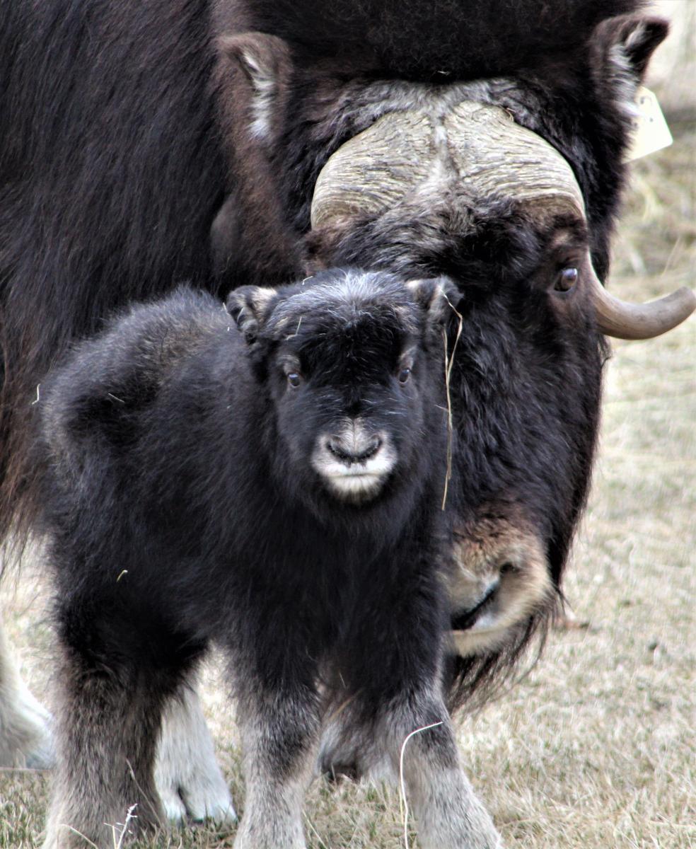 Musk Ox Farm