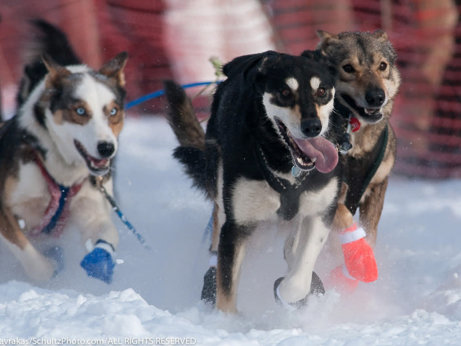 Iditarod Trail Sled Dog Race