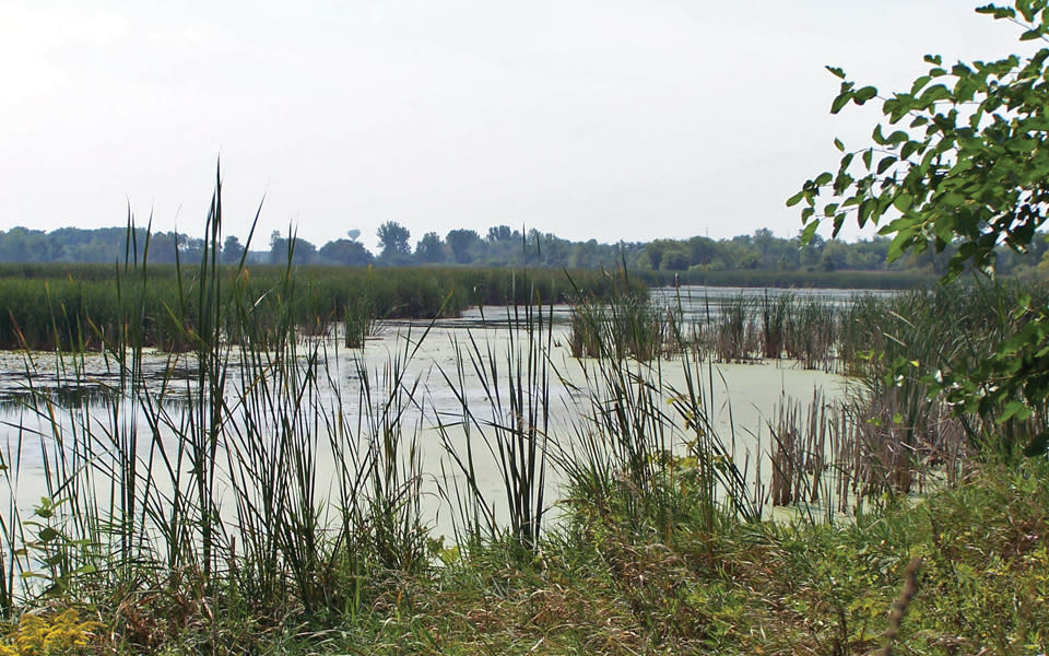 Exner Marsh Conservation Area