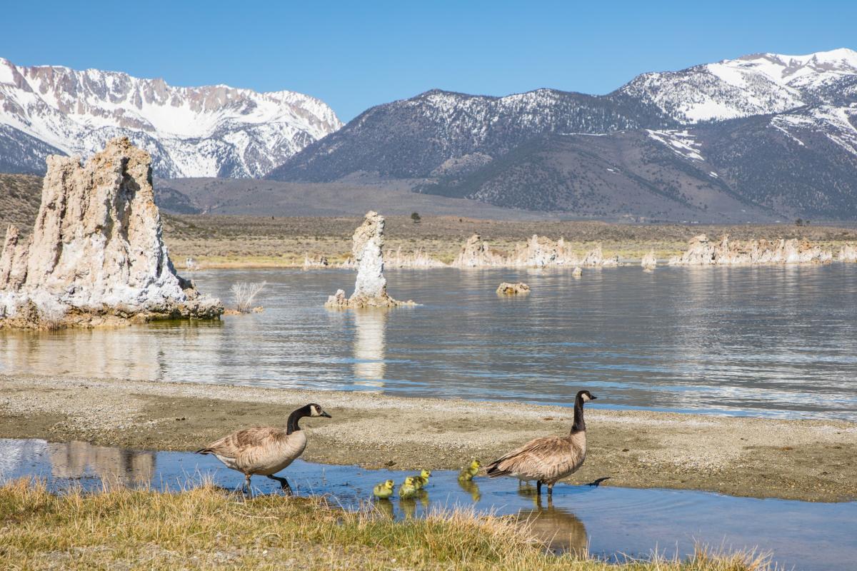 Mono Lake - Navy Beach