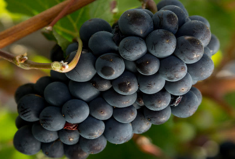 RD Winery | Napa, CA 94558