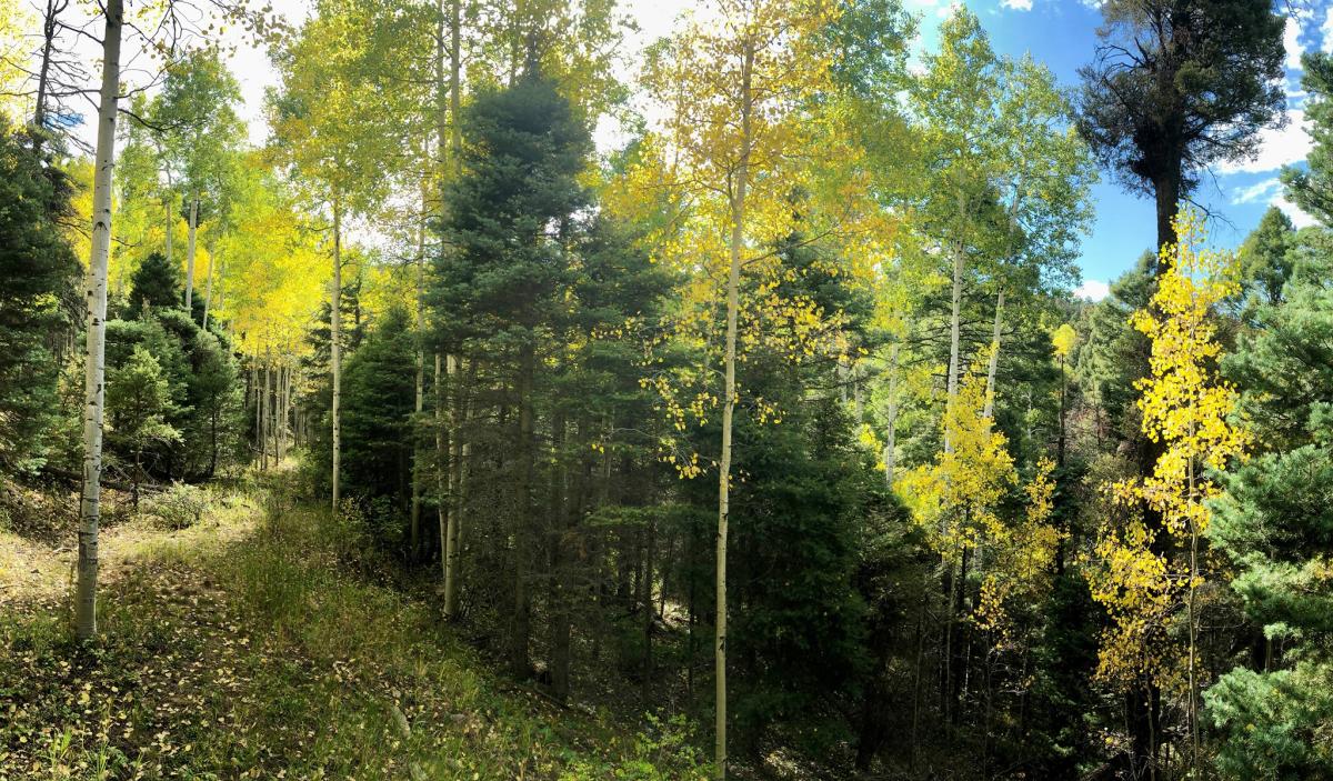 Carson National Forest | Taos, NM 87571
