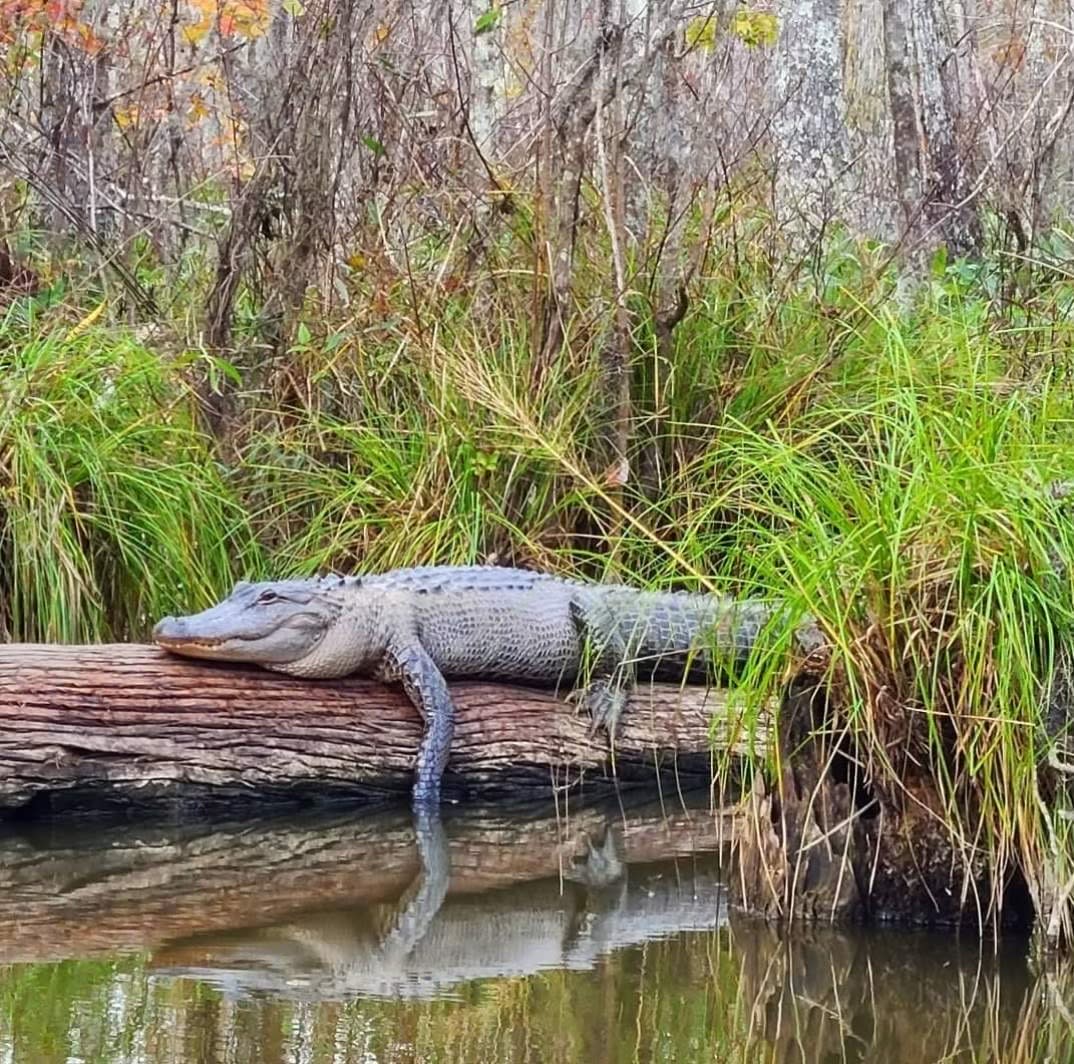 Dr. Wagner's Honey Island Swamp Tours