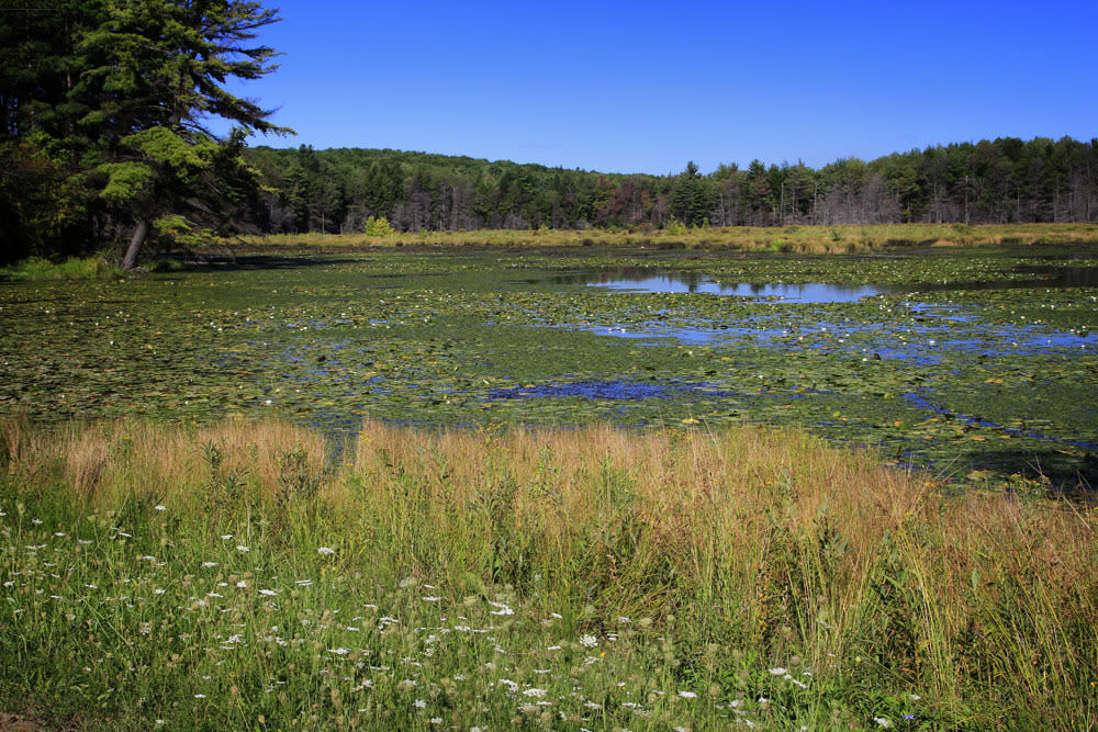 NYS DEC Hanging Bog Wildlife Management Area | Cuba, NY 14727