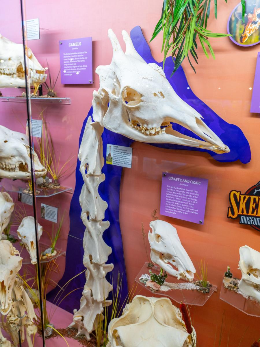 SKELETONS: Museum of Osteology