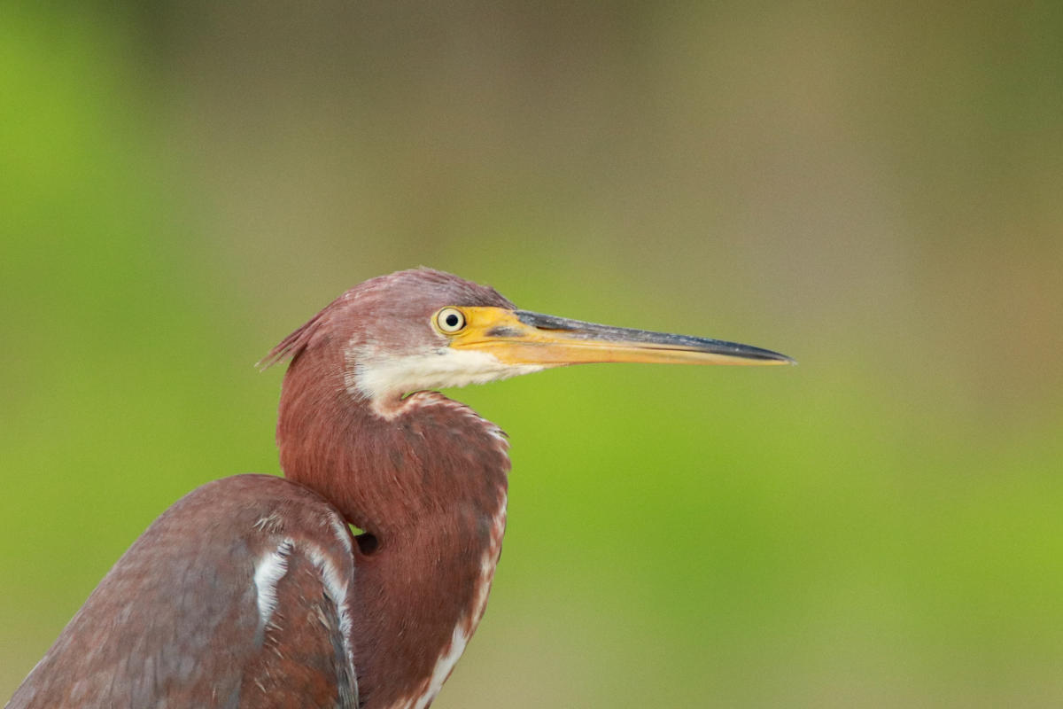 Native Birding Tours