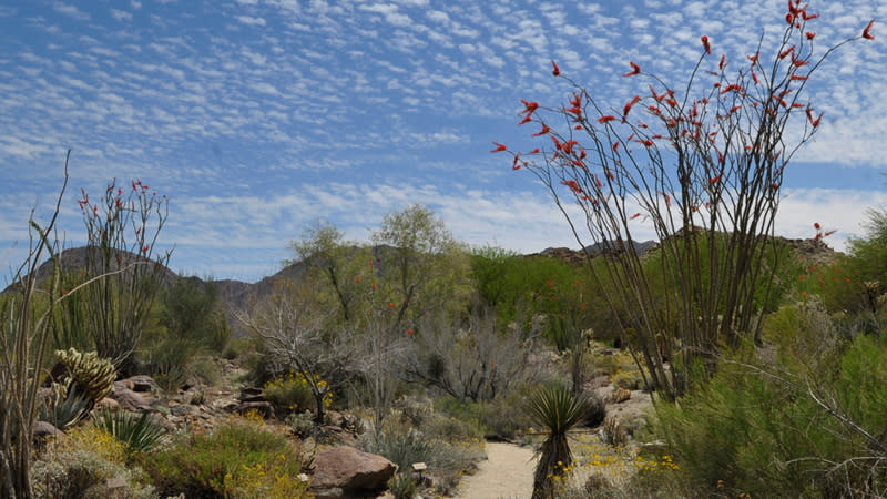 The Living Desert