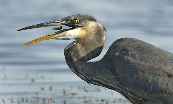 Banner Marsh State Fish and Wildlife Area | Canton, IL