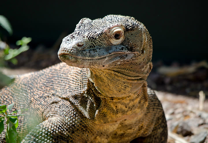 Phoenix Zoo/Arizona Center for Nature Conservation - Phoenix AZ, 85008