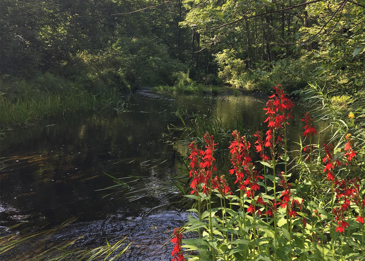 Delaware State Forest | Dingmans Ferry, PA 18328