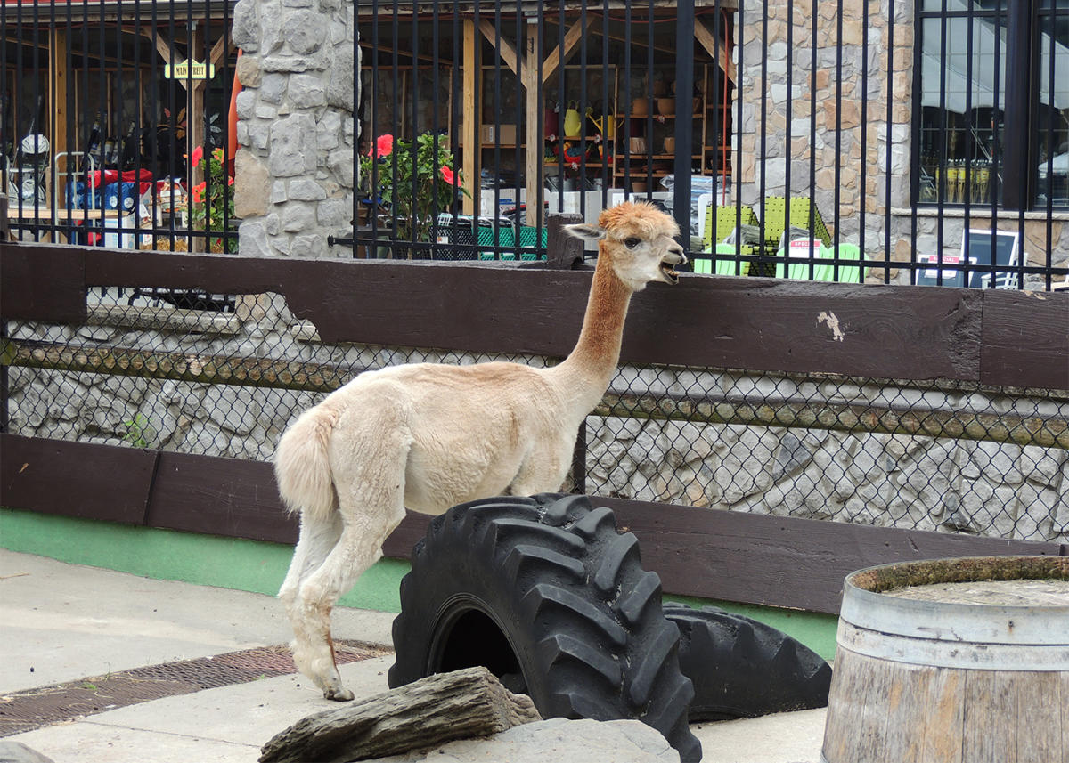 Country Junction - World's Largest General Store | Lehighton, PA 18235